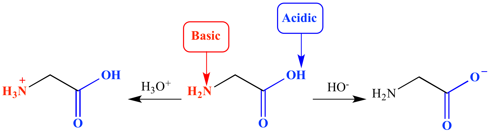Illustrated Glossary of Organic Chemistry - Amphoteric (amphiprotic)
