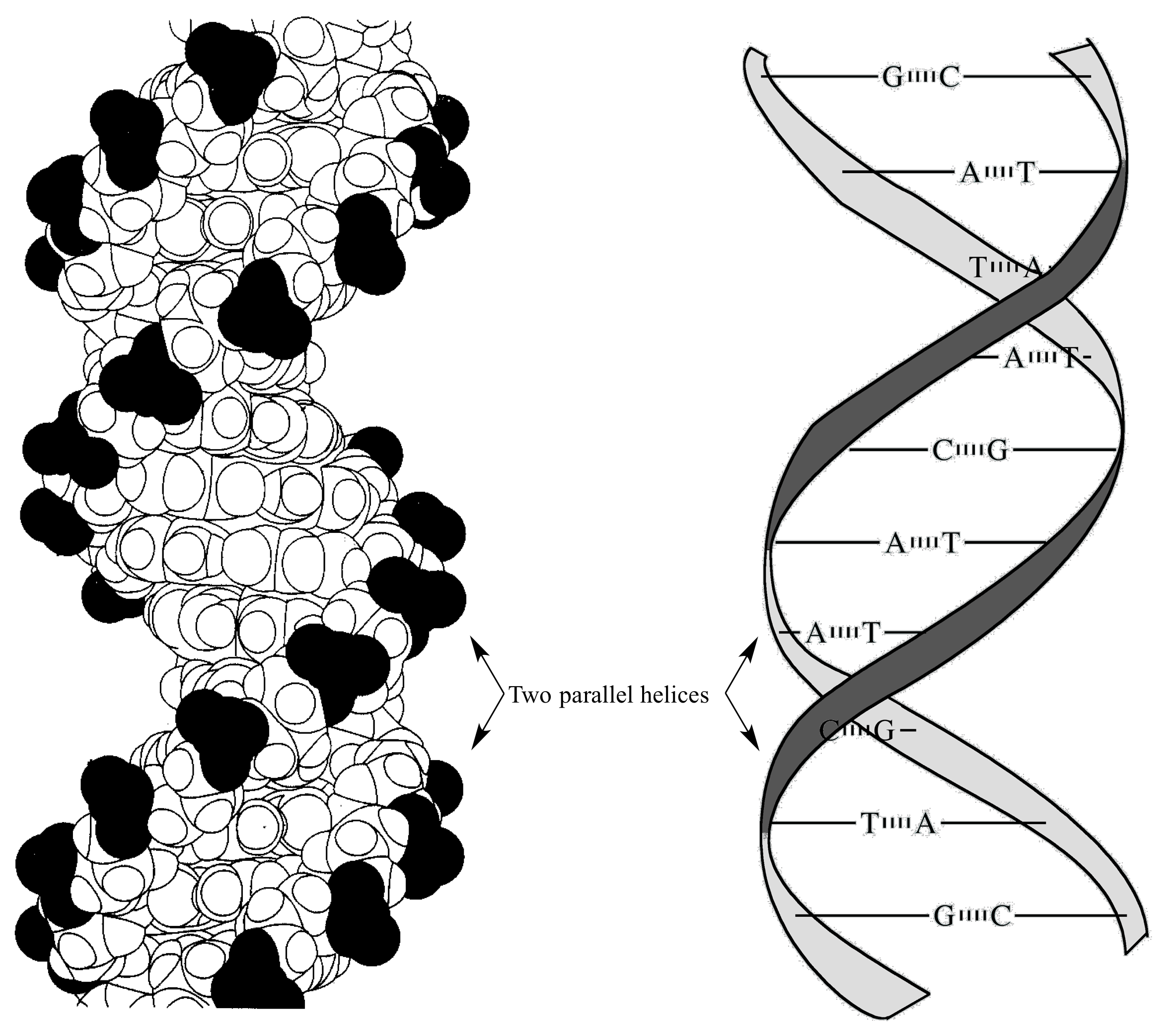 Illustrated Glossary of Organic Chemistry - Double helix